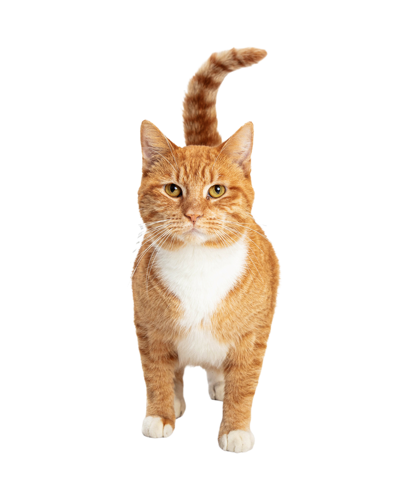 Zigzag the cat - welcome! - Zigzag English